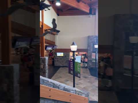 Bozeman, MT airport