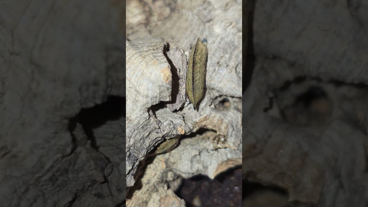 Looks like a successful incubation of another Rochaina species for me, R.peruana! #insects #bug