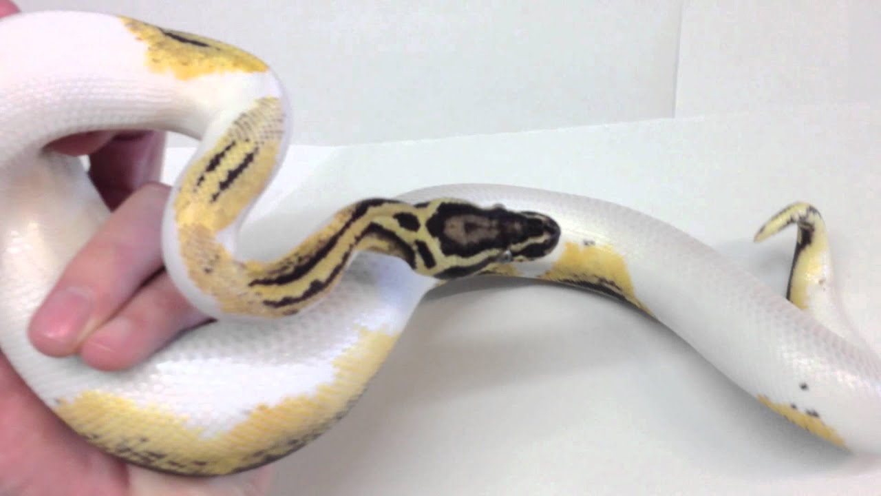 Morphs 101 - Pastel YB Pied