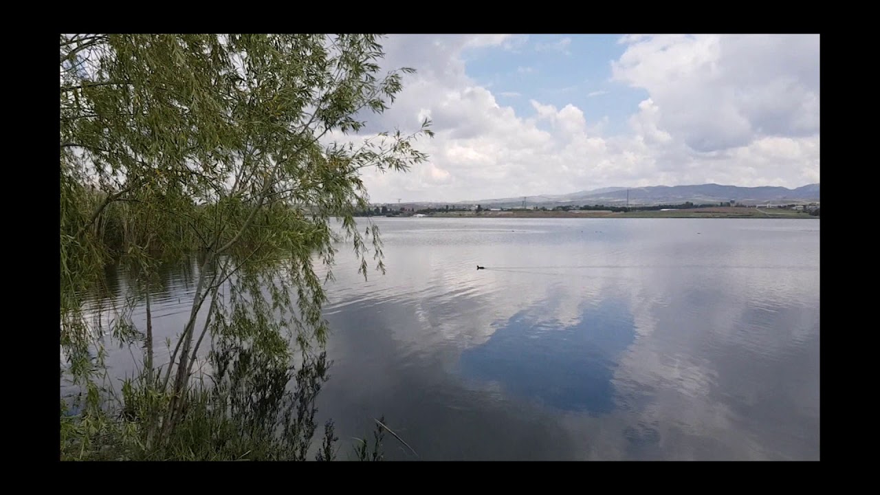 The Weeping Willow-Lake Mogan,Ankara