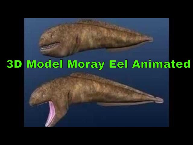 Moray Eel Animated 3D Model - FlatPyramid