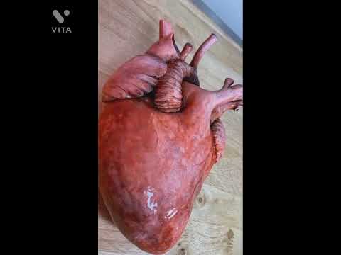 Actual Image Of Human Internal Organs| #shorts #neet #aiims