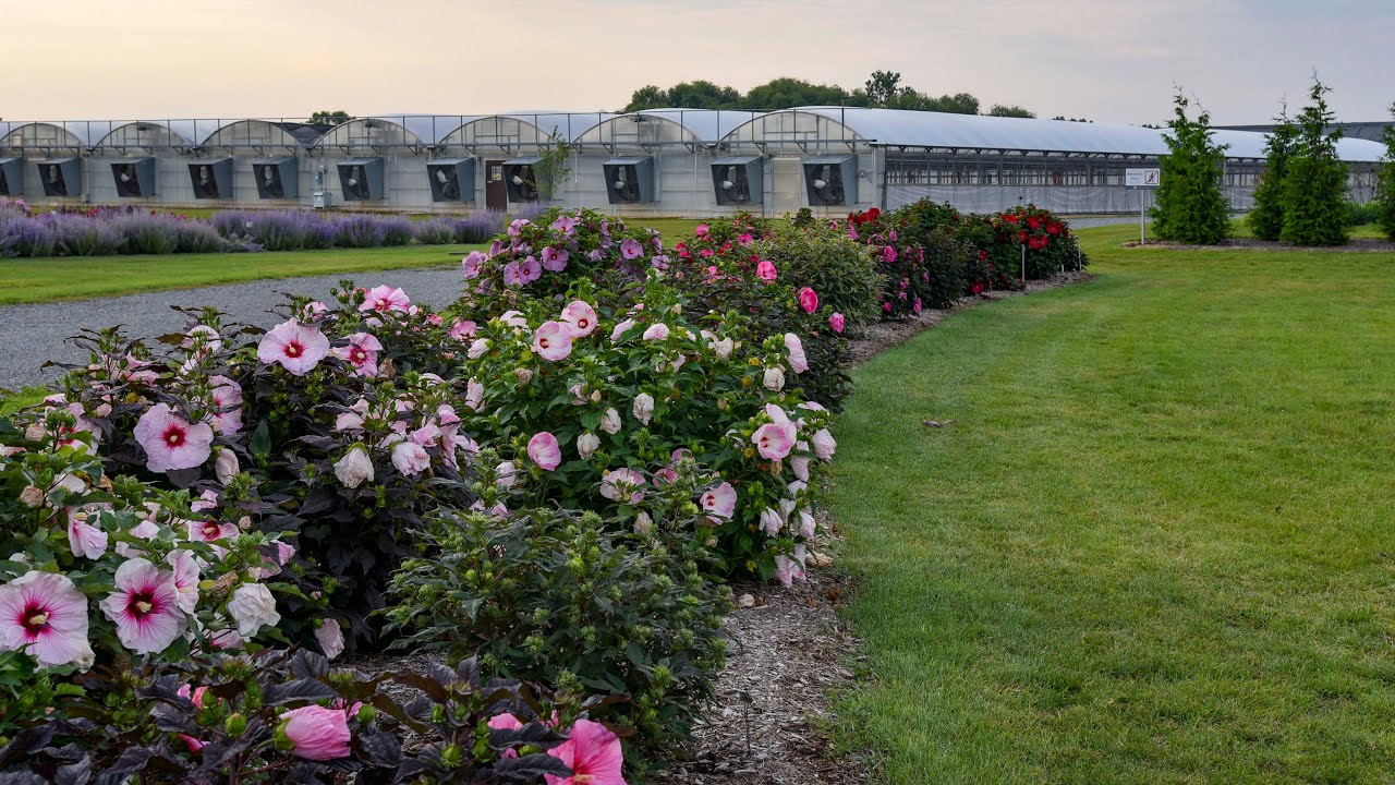 Hardy Hibiscus Comparison! Happy #SummerificWeek🌺 | Walters Gardens