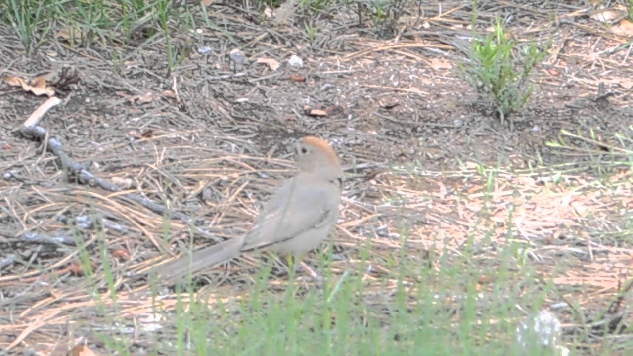 Canyon towhee calls