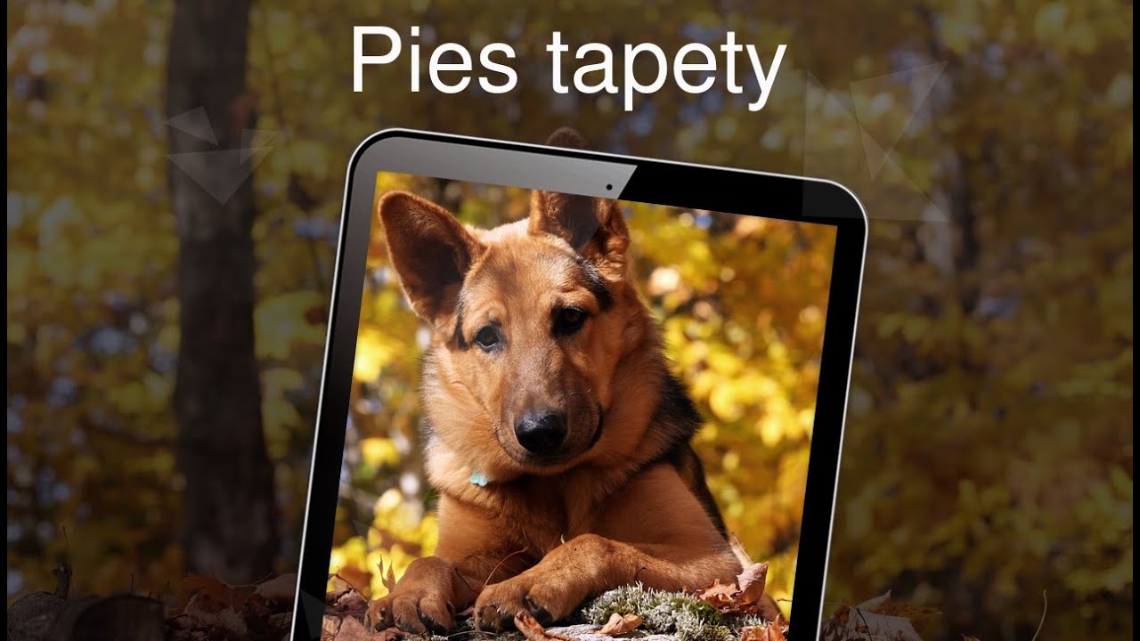 Pies tapety 4k