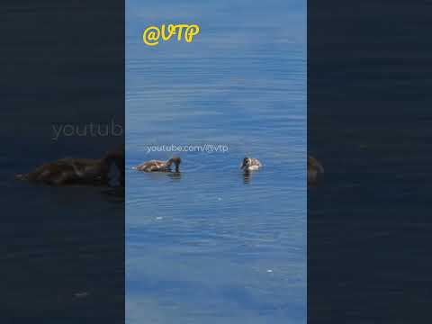 What does the English idiom "(like) water off a duck's back" mean?