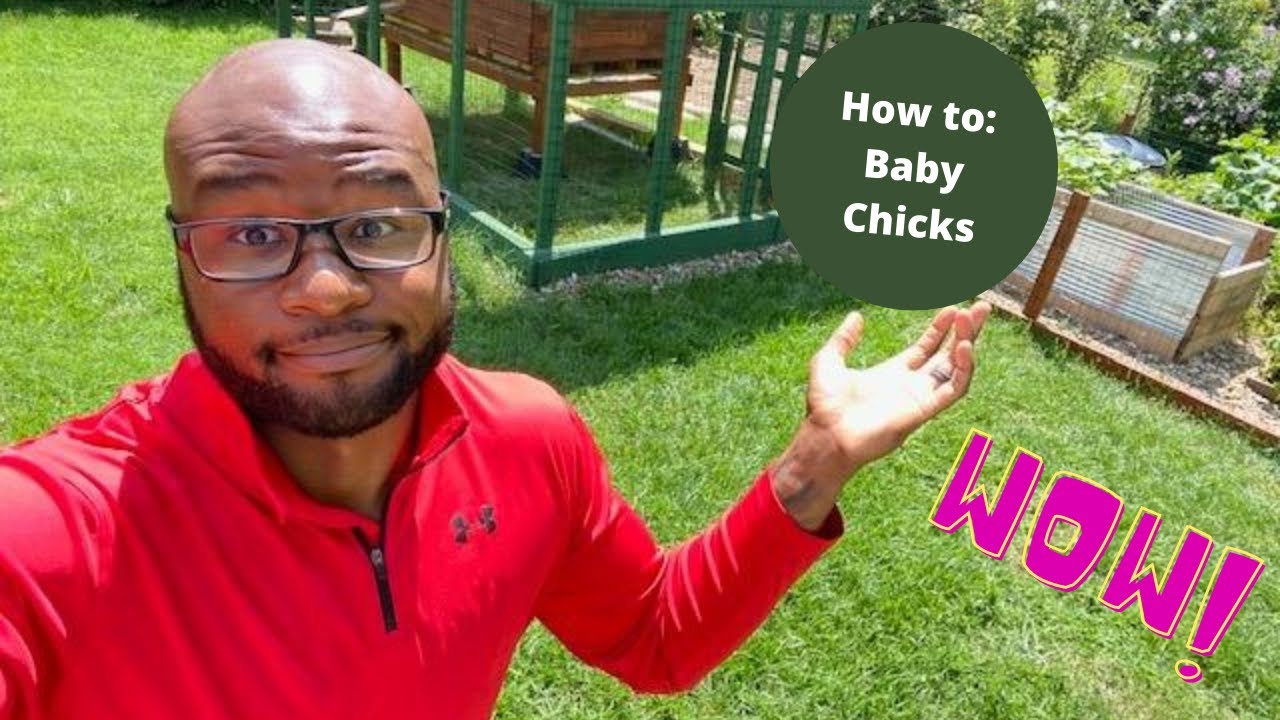 How to: Preparing for baby chicks