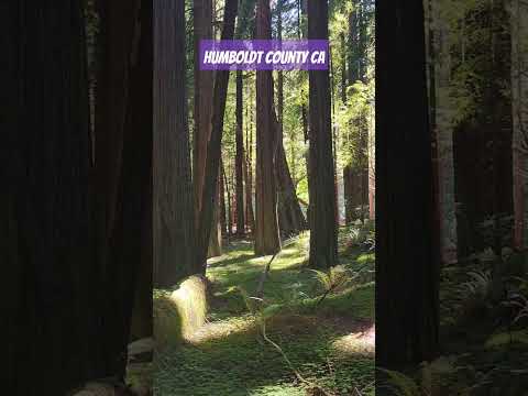 Visiting Eureka Ca๐ Redwoods & Hikes ๐ฒโจ๏ธMagical Humboldt County Ca
