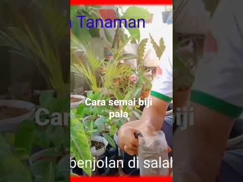 Cara pesemaian yg benar bibit biji pala
