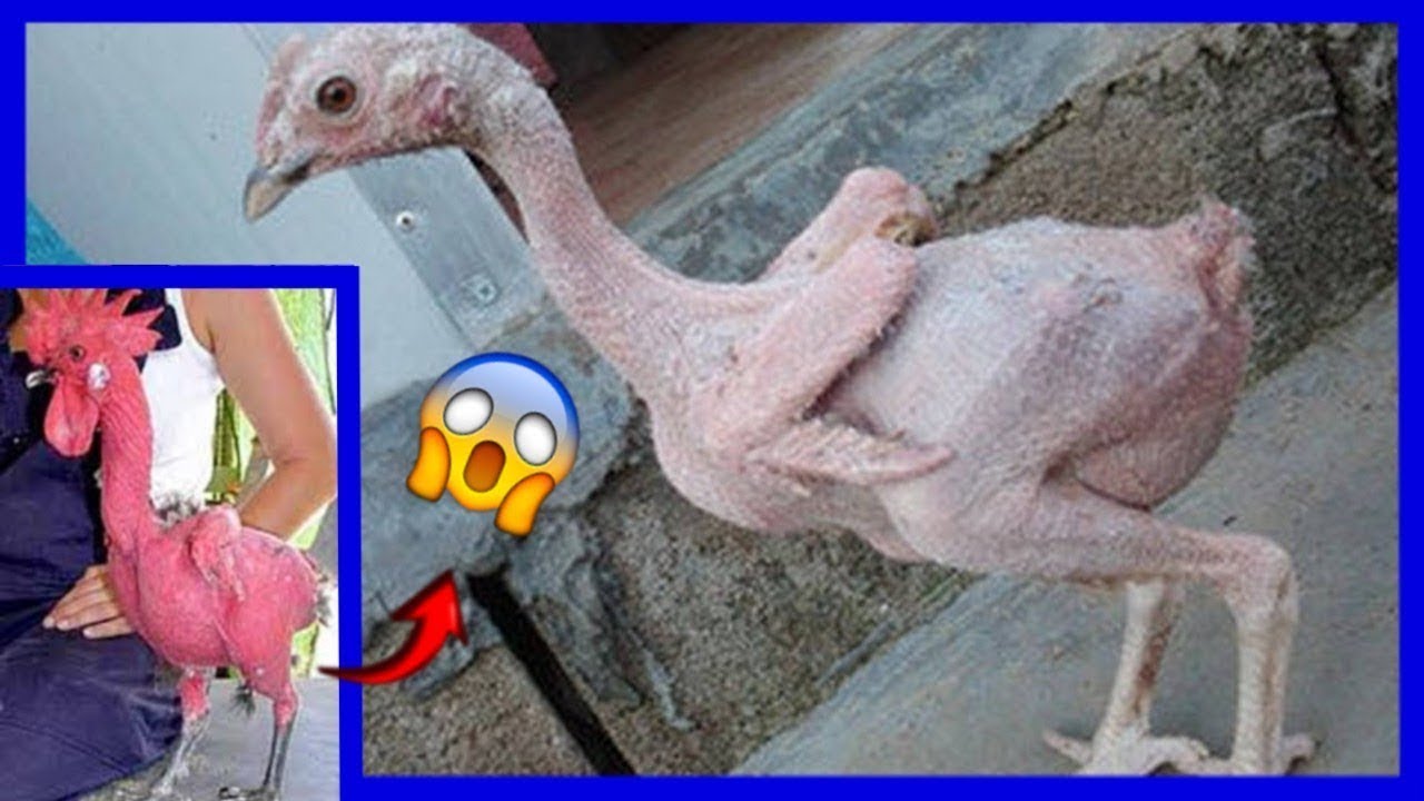 Naked Chicken: A Unique Genetic Experiment
