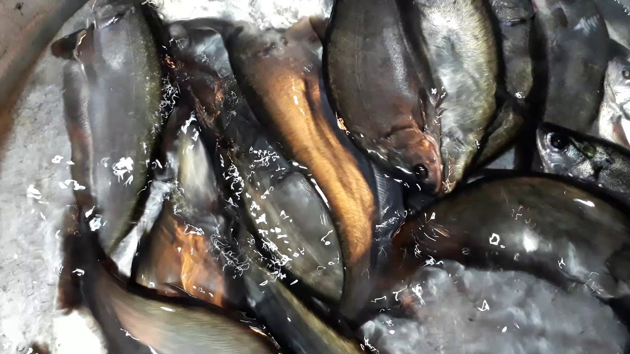 Notopterus notopterus - BAP