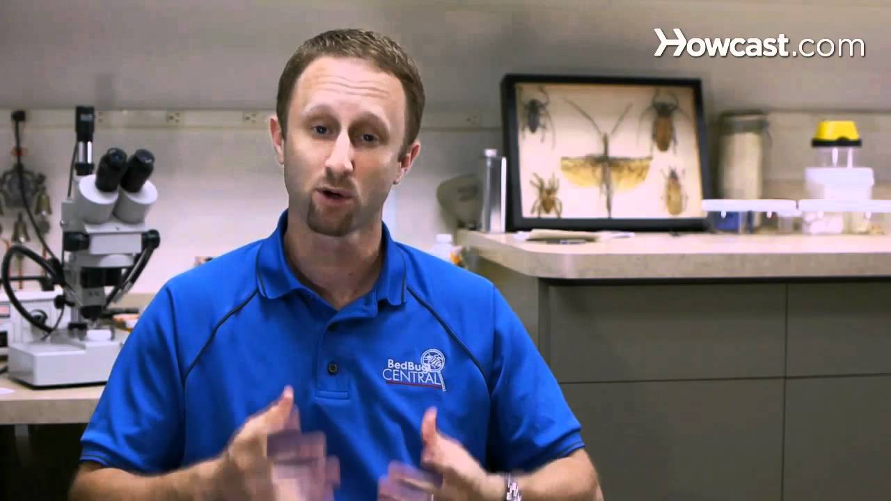 Are Bed Bugs a Recurring Epidemic? | Pest Control