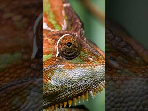 What is it about a chameleon’s eyes? | NATURE Shorts | PBS