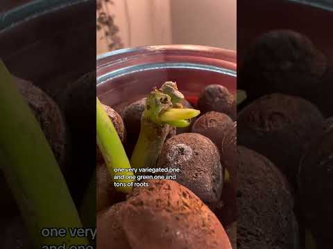 Which Plant Propagation Technique Works Best? #plantpropagation