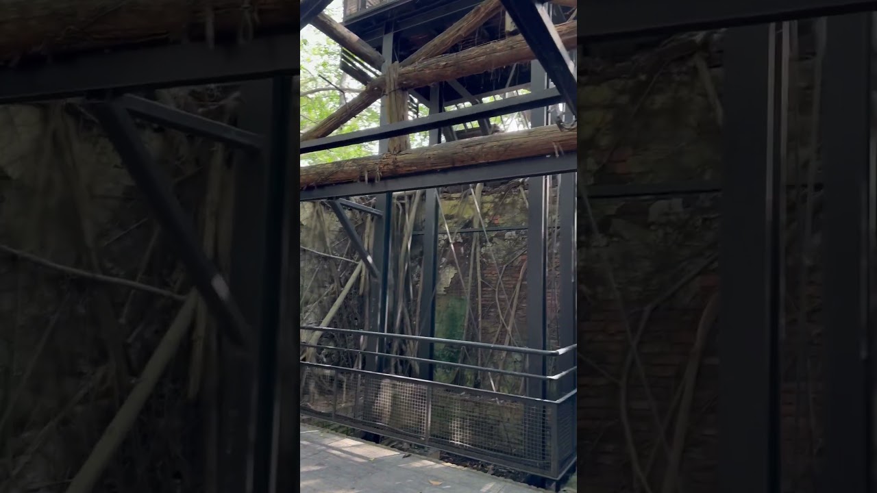 Scary tree house many hundreds year ago