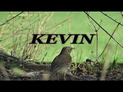 KEVIN! WHAT DO YOU MEAN?