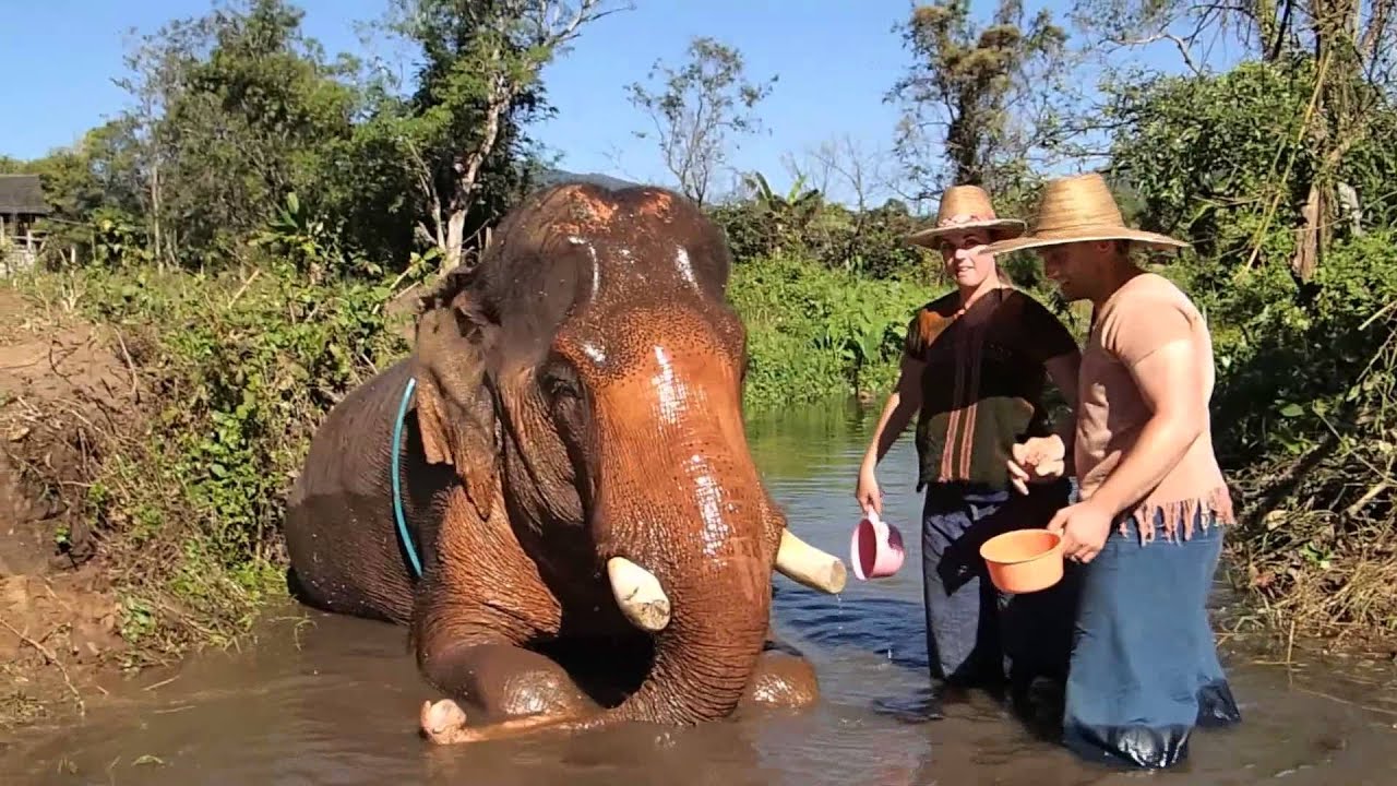 WJ Adventures Thailand Elephant Camp