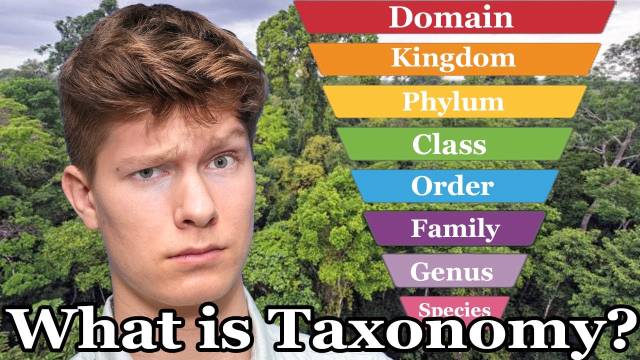 What is Taxonomy? (Everything You Need To Know)
