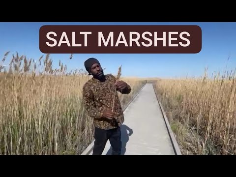 Urban Ecosystems: Salt Marshes; invasive phragmites australis and native spartina alterniflora