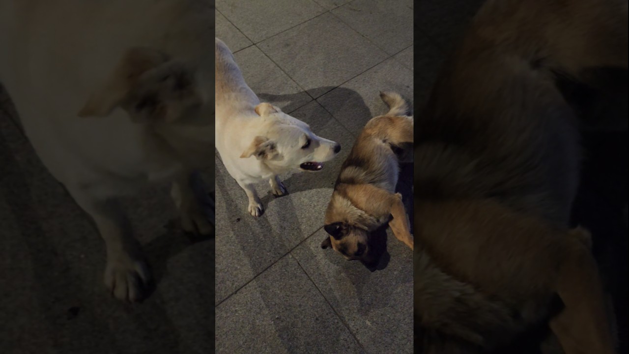 Furry Friend Fights Turned Playtime
