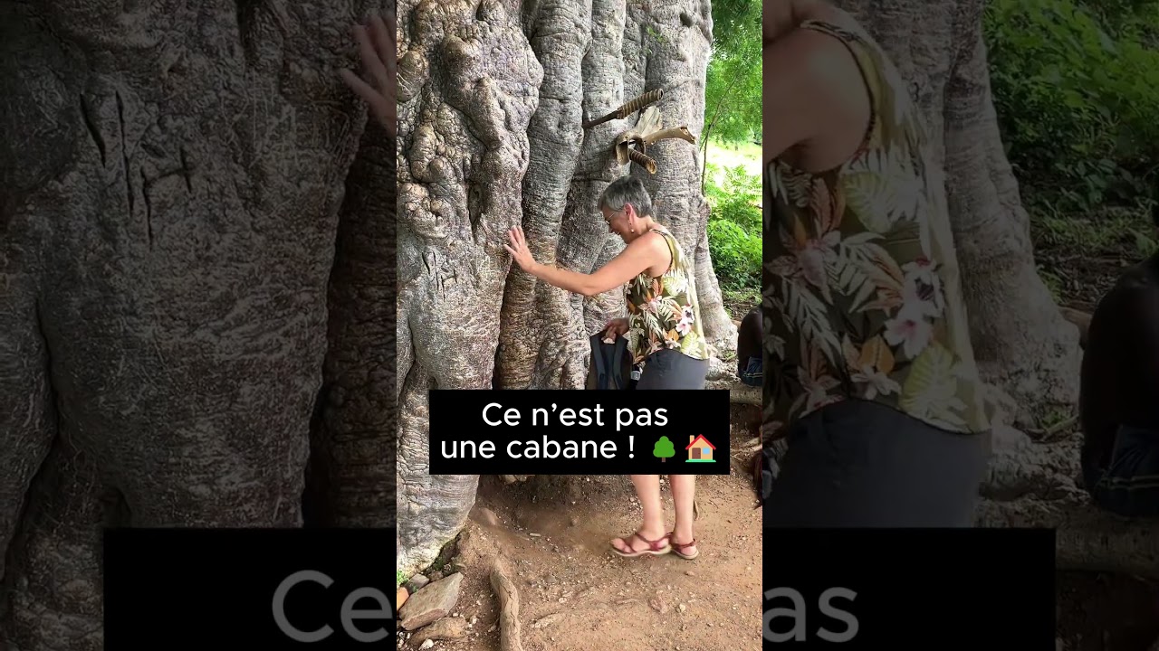 Ils vivent à l’intérieur d’un arbre géant… Et ce n’est pas une cabane ! 🌳🏠
