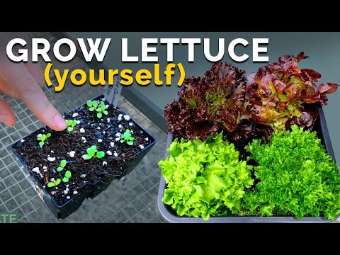 Growing Lettuce, From Seed to Harvest ๐ฑ