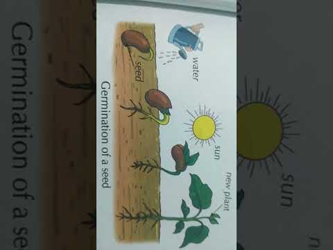 Germination of a seed