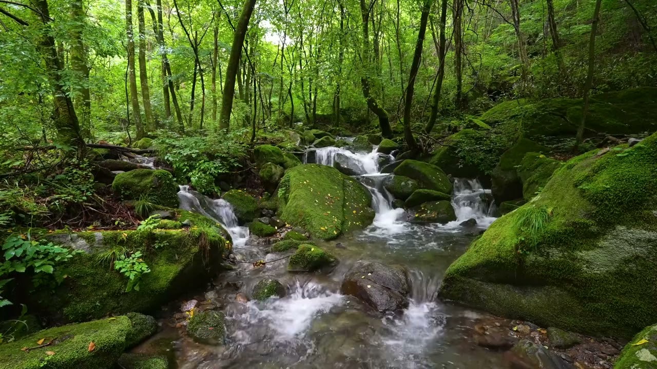 Pleasant Sounds of Forest Stream and Birdsong, ASMR