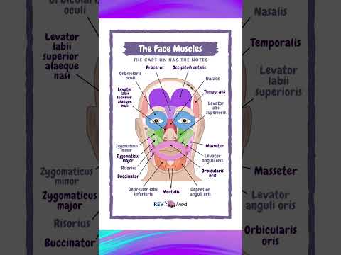 Face Muscles