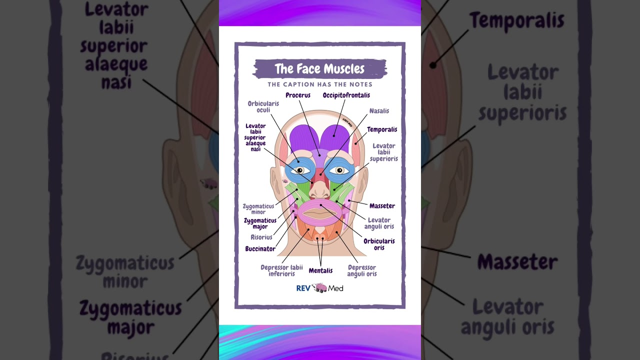 Face Muscles