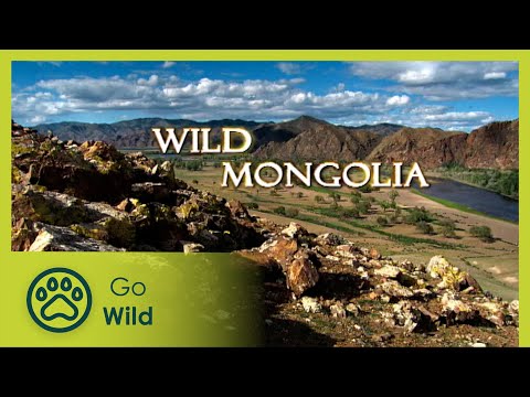 Wild Mongolia - Go Wild