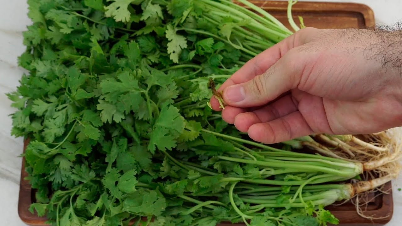 This is how you can preserve fresh cilantro for a long time.
