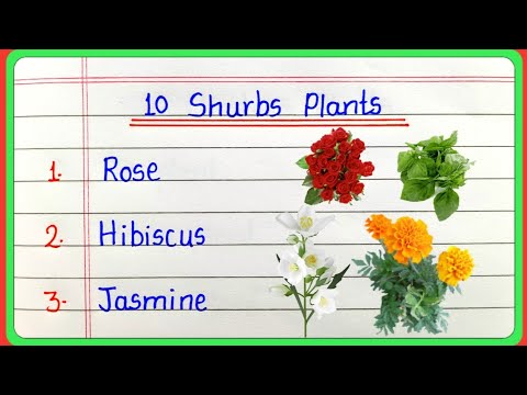 10 Shrubs name in english and hindi / Shrubs name / 10 Shurbs plant / 10 Shurbs ke naam