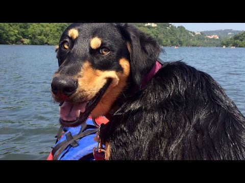Dog poisoned to death by chicken laced with rat poison