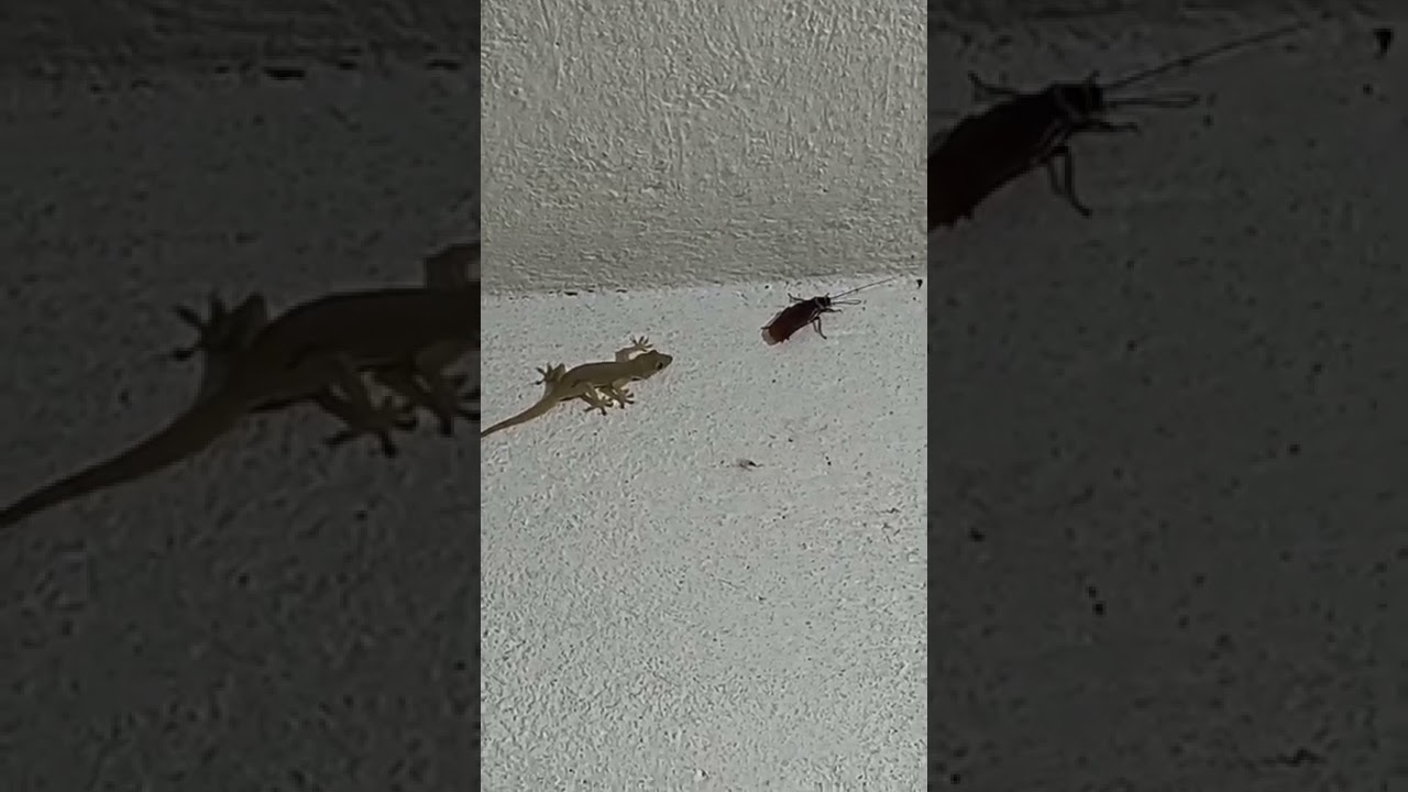 lizard vs cockroach #AVATAR #shorts