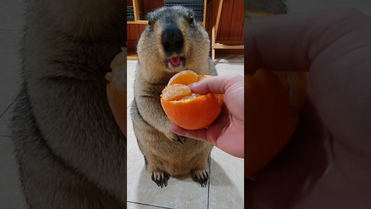 chubby marmot chewing mandarin #cuteanimals #cute #animals #marmot