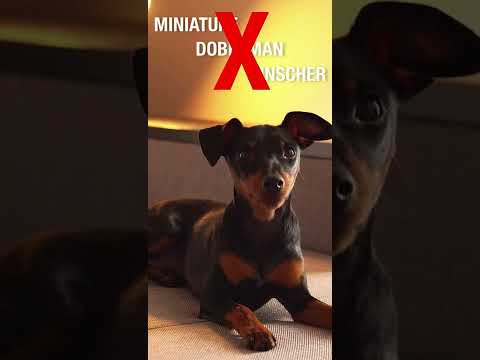 What is a Miniature Doberman Pinscher? #shorts