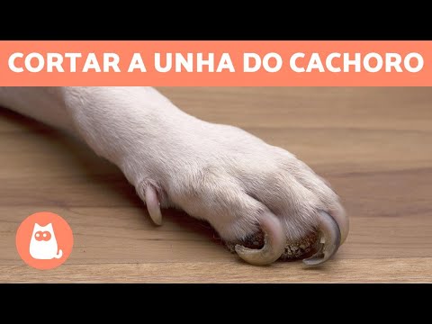 COMO CORTAR UNHA DE CACHORRO em casa 🐶 PASSO A PASSO COM TRUQUES