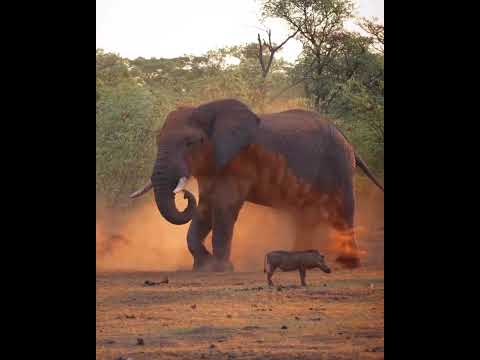 Discover wildlife Tanzania national park with Win Tanzania Safaris🐘🐗