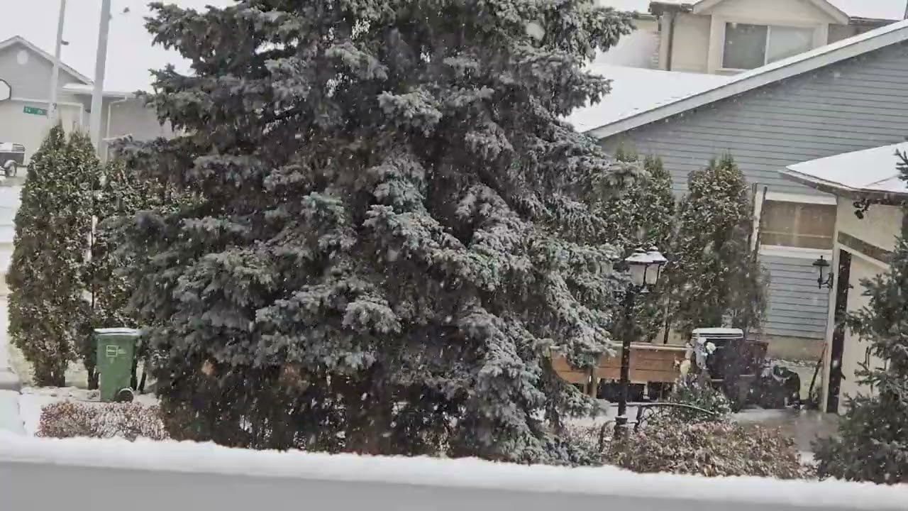 First Snowfall 2025 | bernee bee