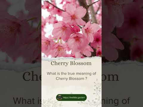 What is the true meaning of Cherry Blossom?