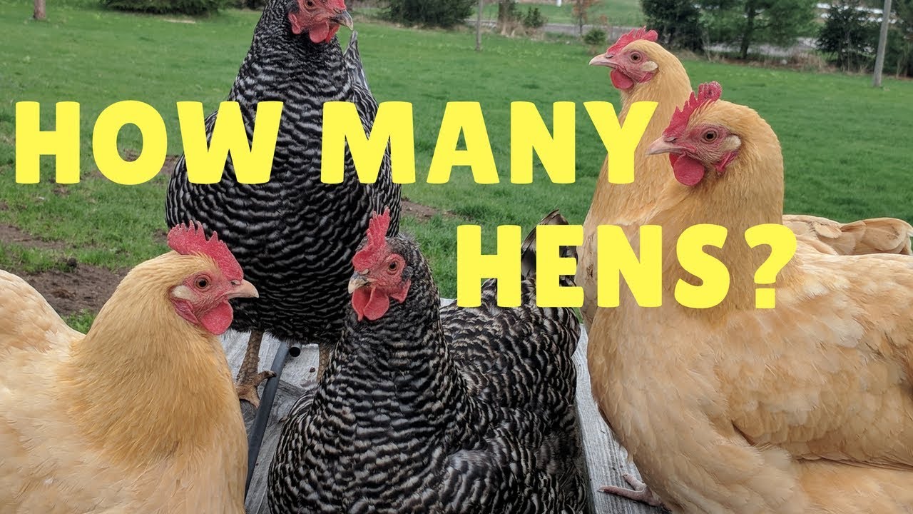 How Many Chickens Do I Need