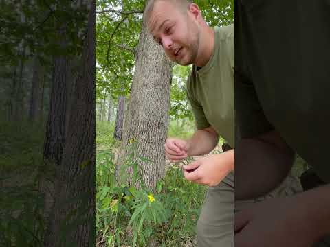 White Oak: Quercus alba