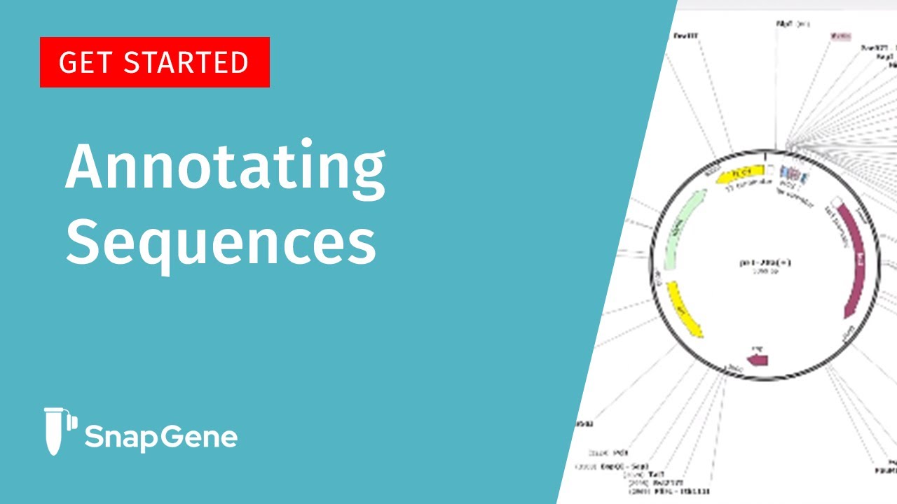 Annotating Sequences with SnapGene