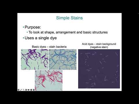 Microbiology Chapter 3 end