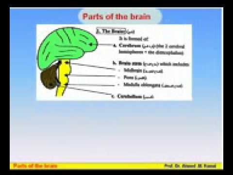 17 Nervous System 2 Subdivisions of The Brain Azhar Medicine com