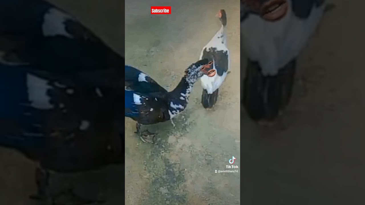 hans raj 🦆 ||tharu funny video #funny #rost #comedyfilms #comedy #tharucommunity #youtube