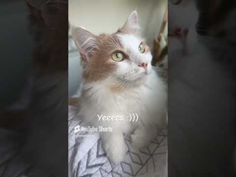 Is Spanish easy? Ask the kitty!🐱