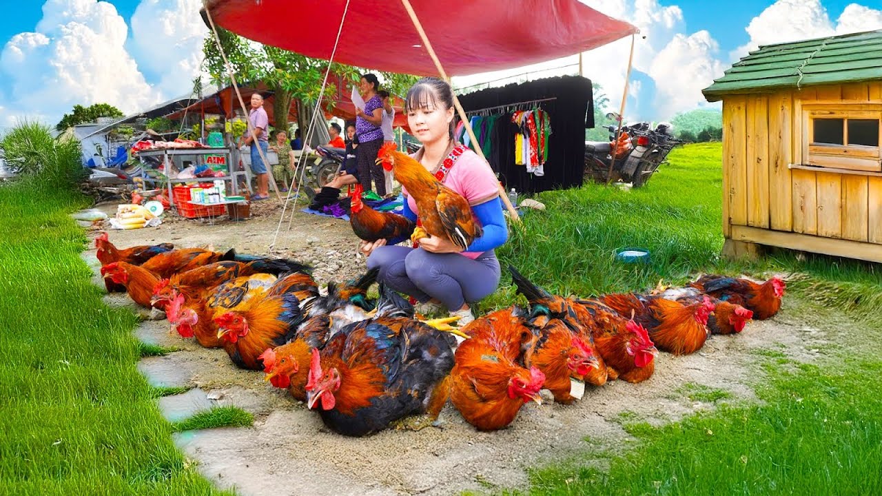 Harvesting Chickens (Roosters) and Taking Them to Market for Sale. Animal Care | Phuong Harvest Life