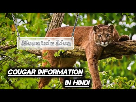 Mountain Lion || Cougar Information In Hindi || Mountain Lion (Cougar) Facts